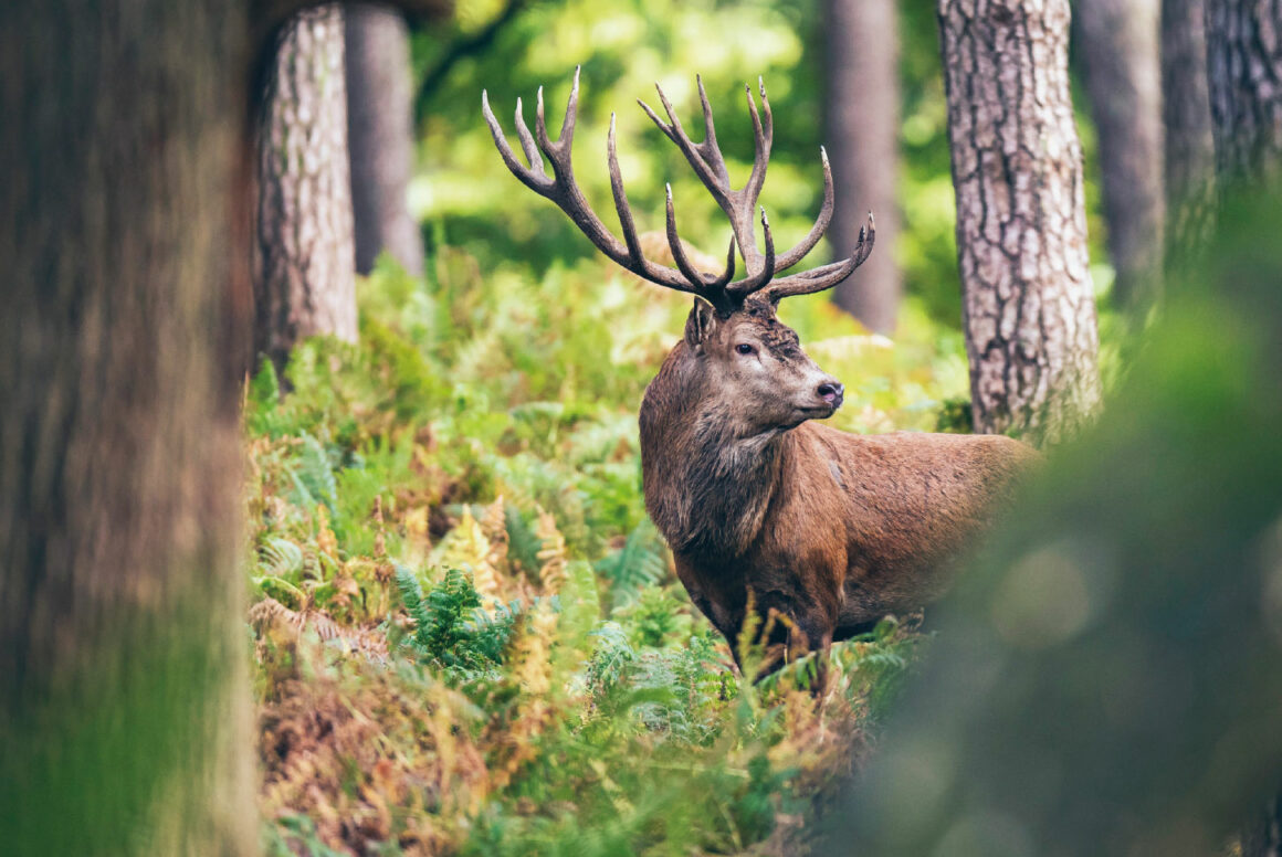 Zoom sur Libramont - Inside Magazine